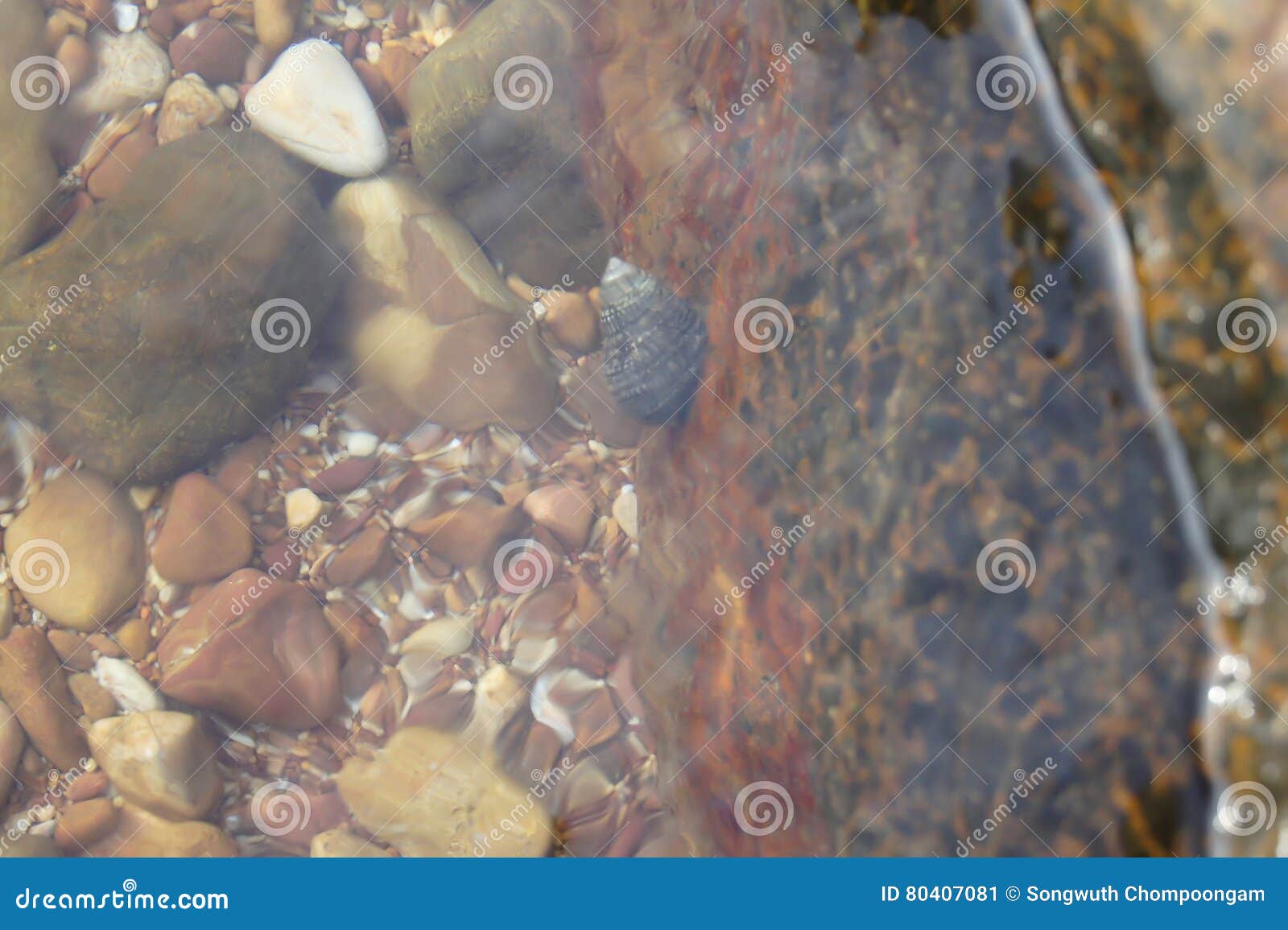Sea Shells Under the Water Beneath the Rocks Stock Image - Image of ...
