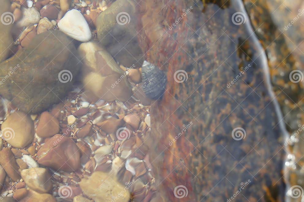 Sea Shells Under the Water Beneath the Rocks Stock Image - Image of ...