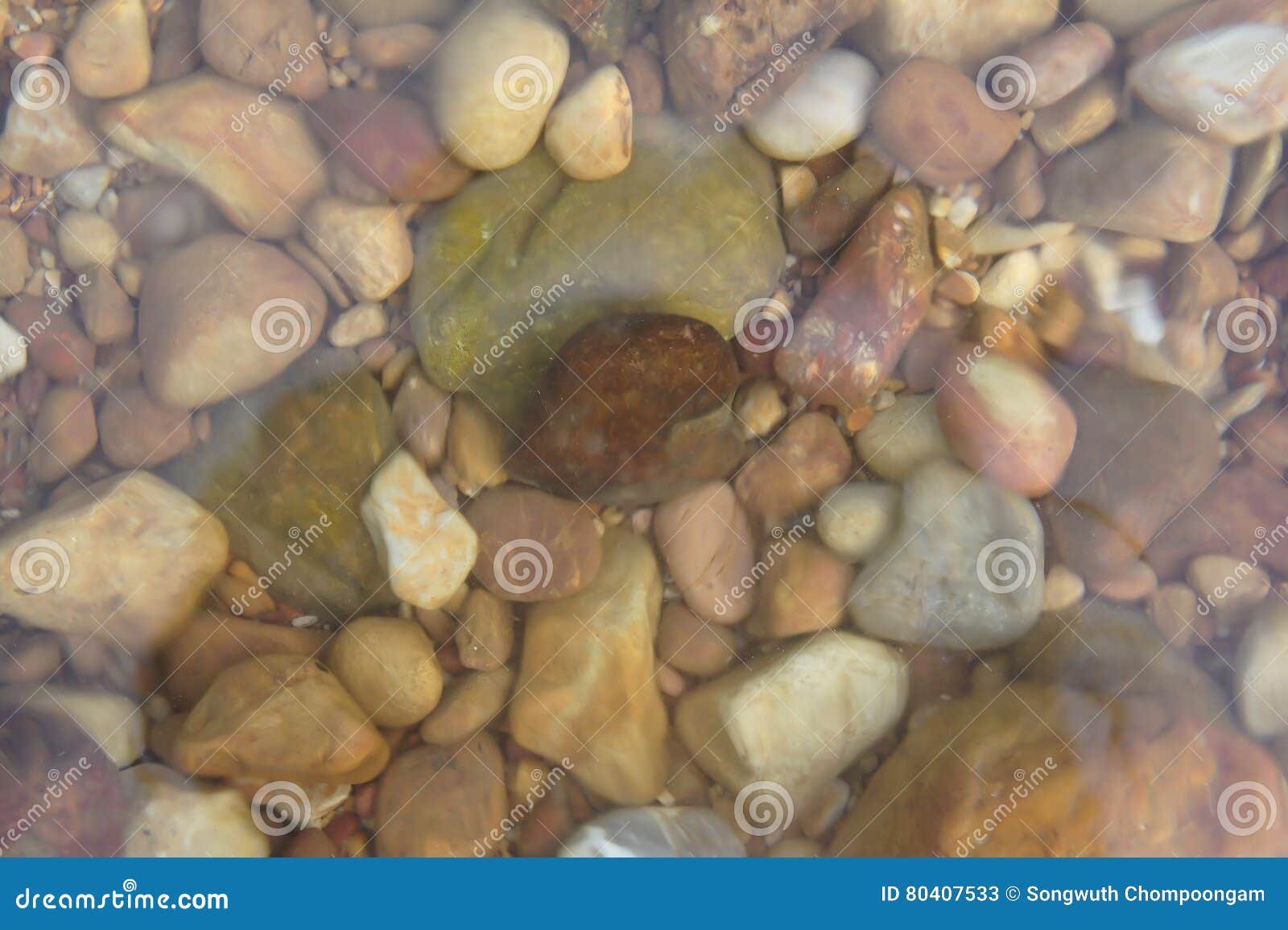 Sea Shells Under the Water Beneath the Rocks Stock Image - Image of ...