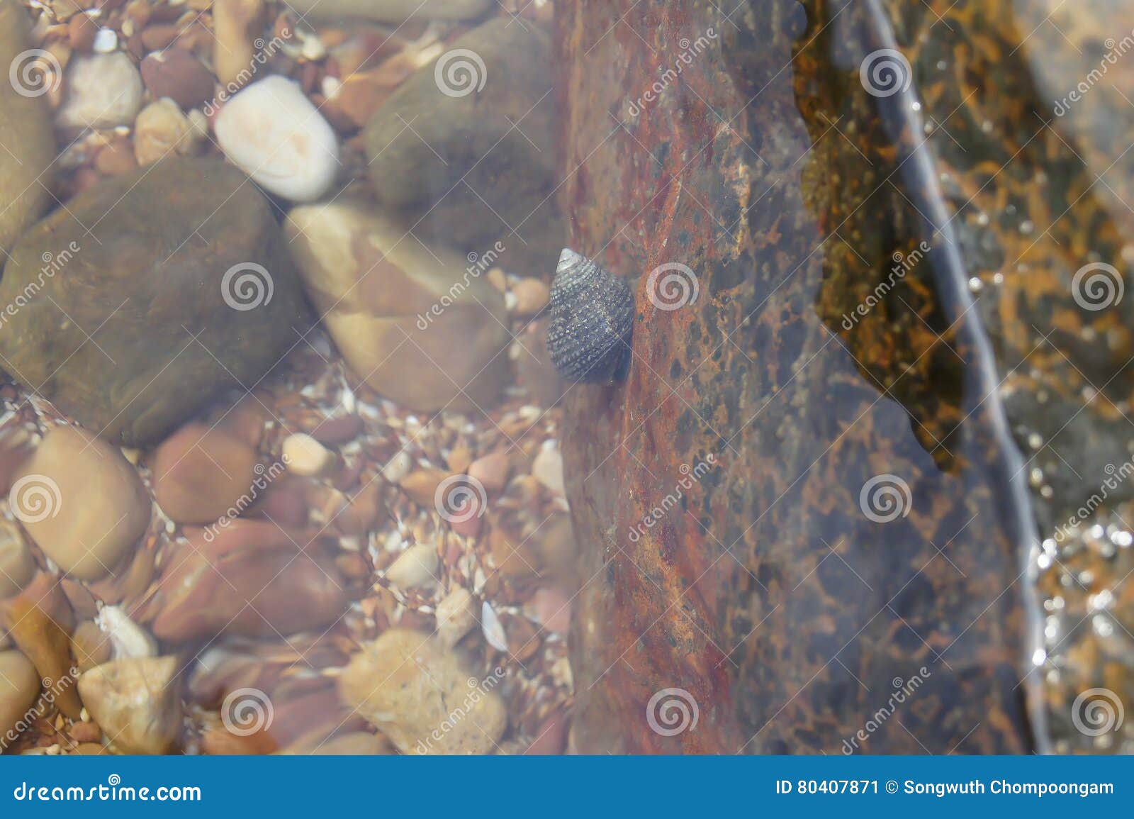 Sea Shells Under the Water Beneath the Rocks Stock Image - Image of ...
