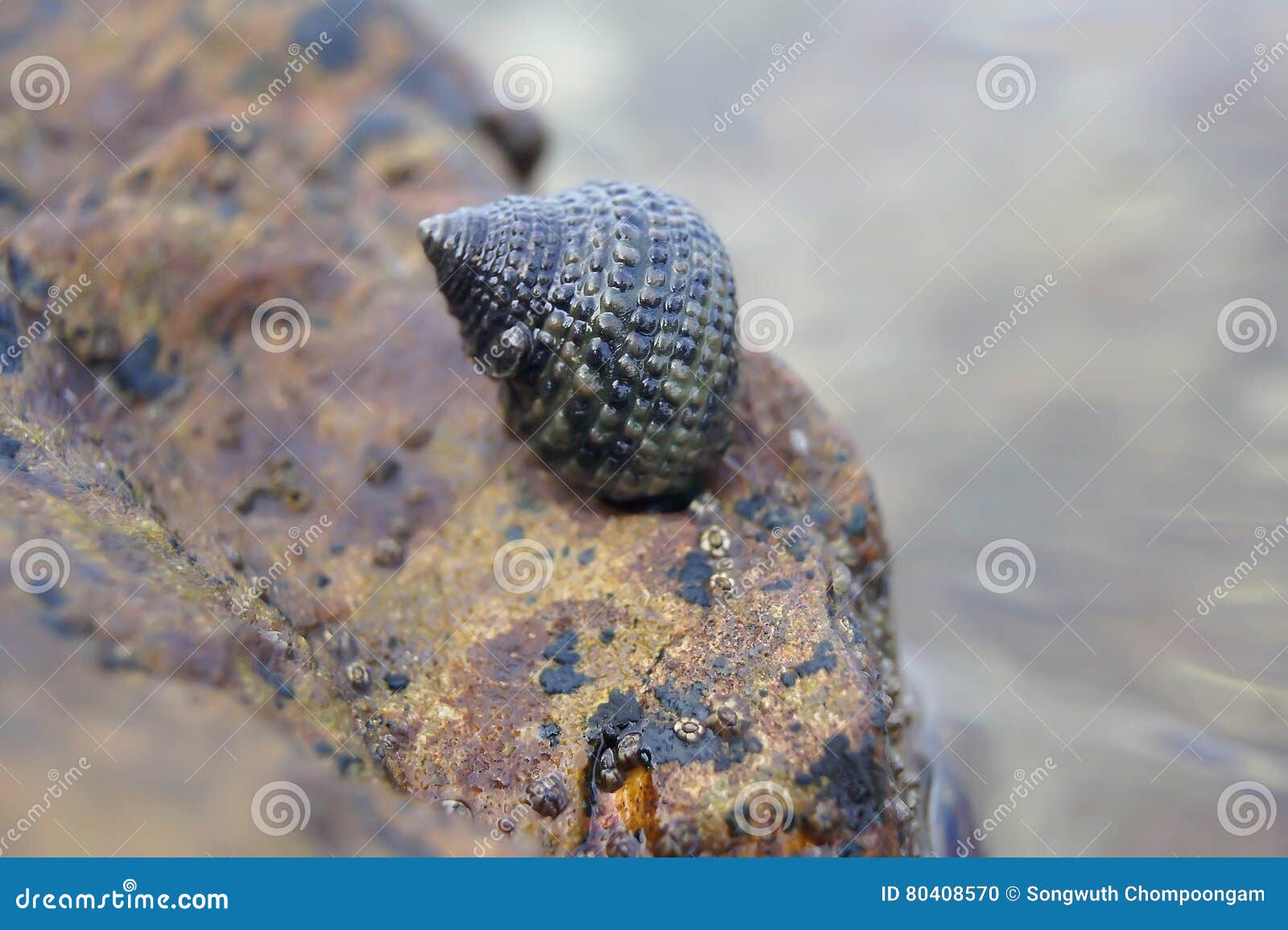 Sea Shells Under the Water Beneath the Rocks Stock Photo - Image of ...