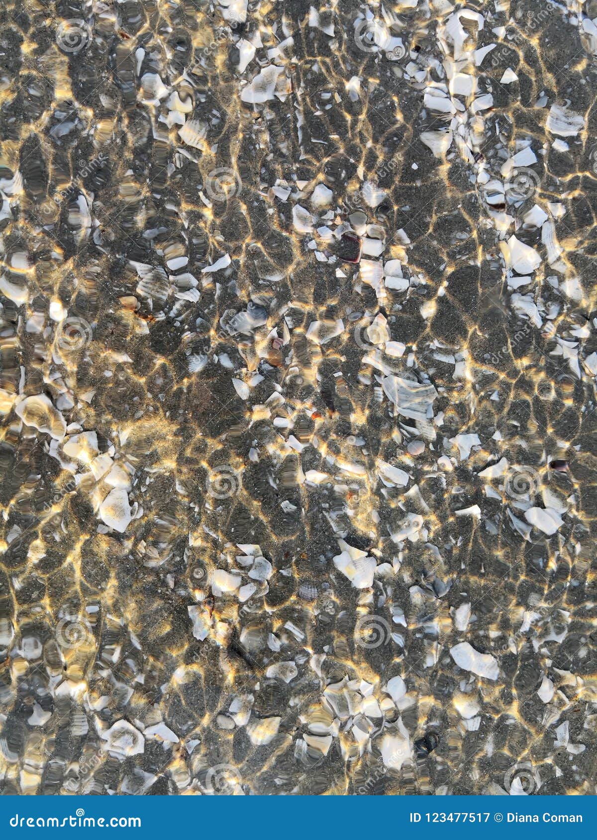 Sea Shells Under Water - Textures Stock Image - Image of backgrounds ...