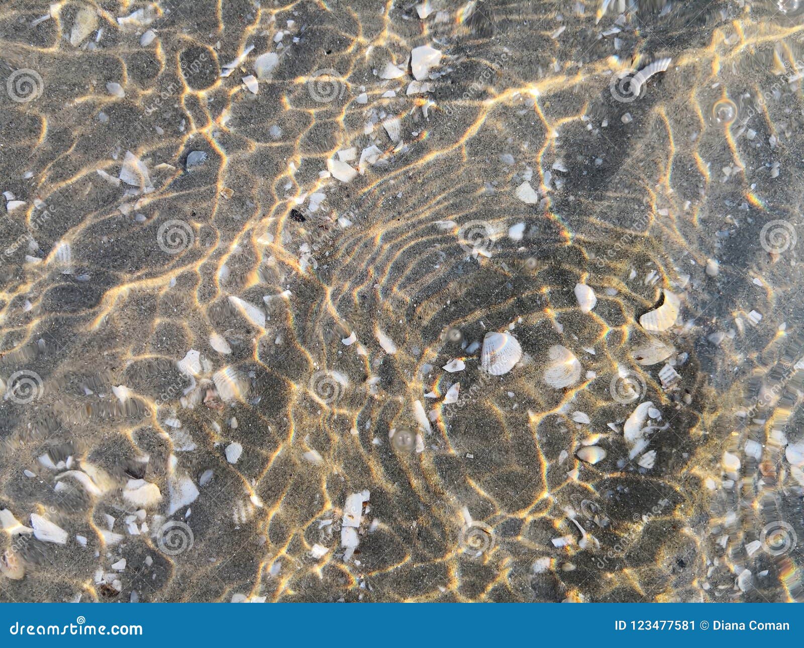 Sea Shells - Underwater Textures Stock Image - Image of abstract, rocks ...