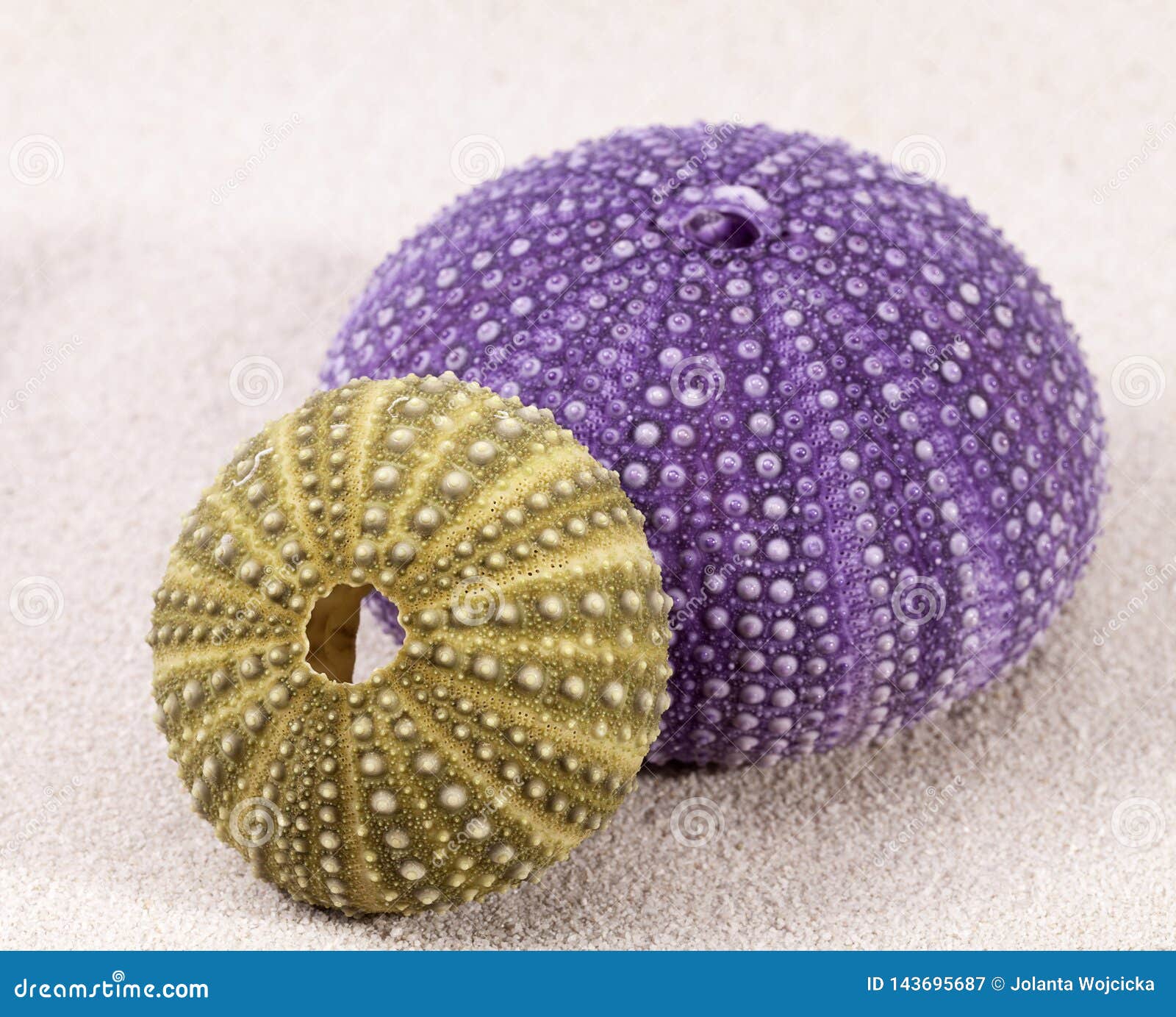 Sea Shells of Sea Urchin Violet and Green Lying on the Sand, Close Up ...