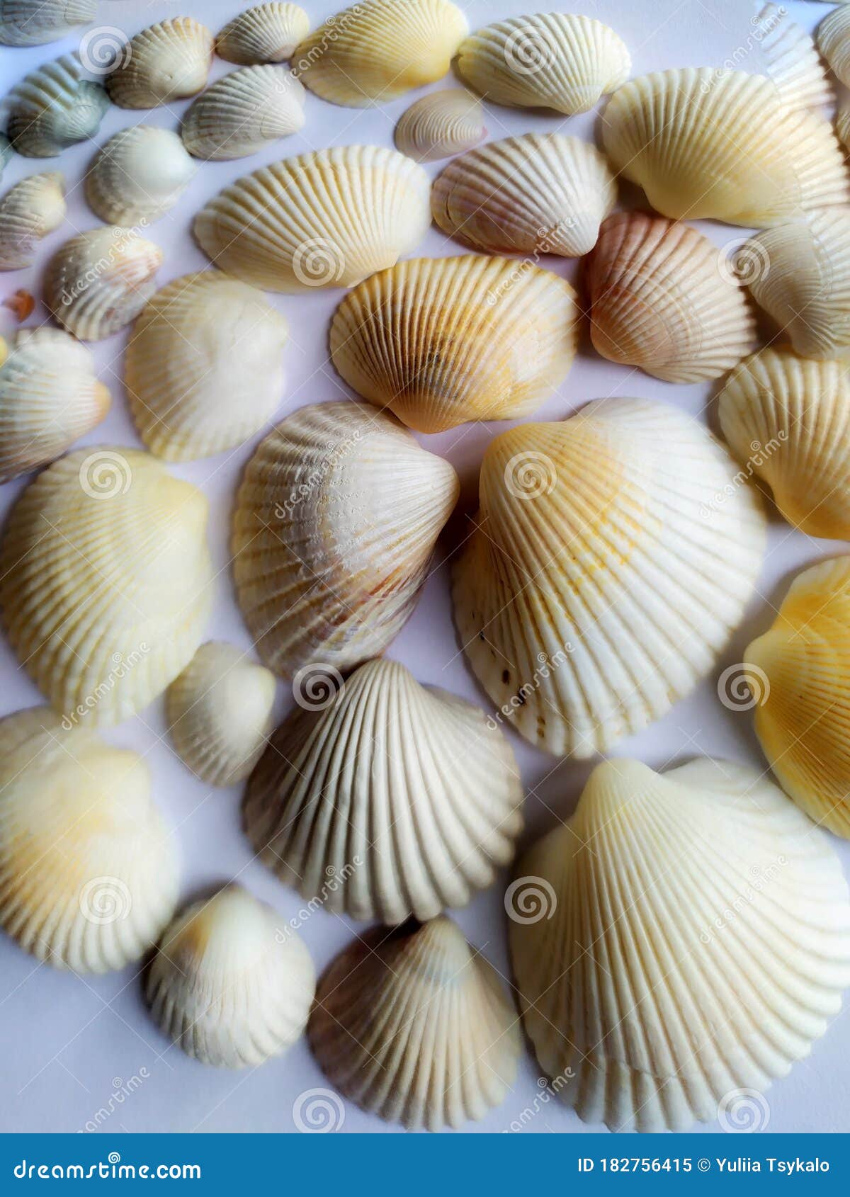 Sea shells. stock image. Image of gray, texture, isolated - 182756415