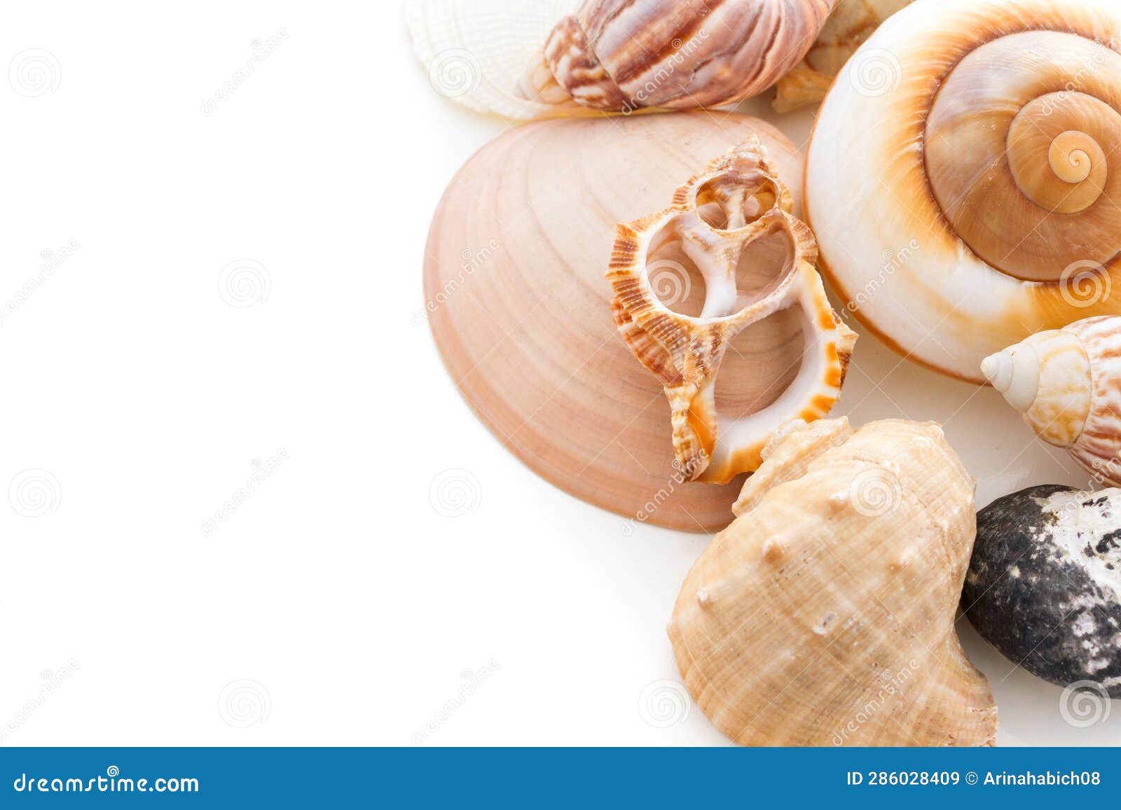 Sea shells stock image. Image of seashell, starfish - 286028409