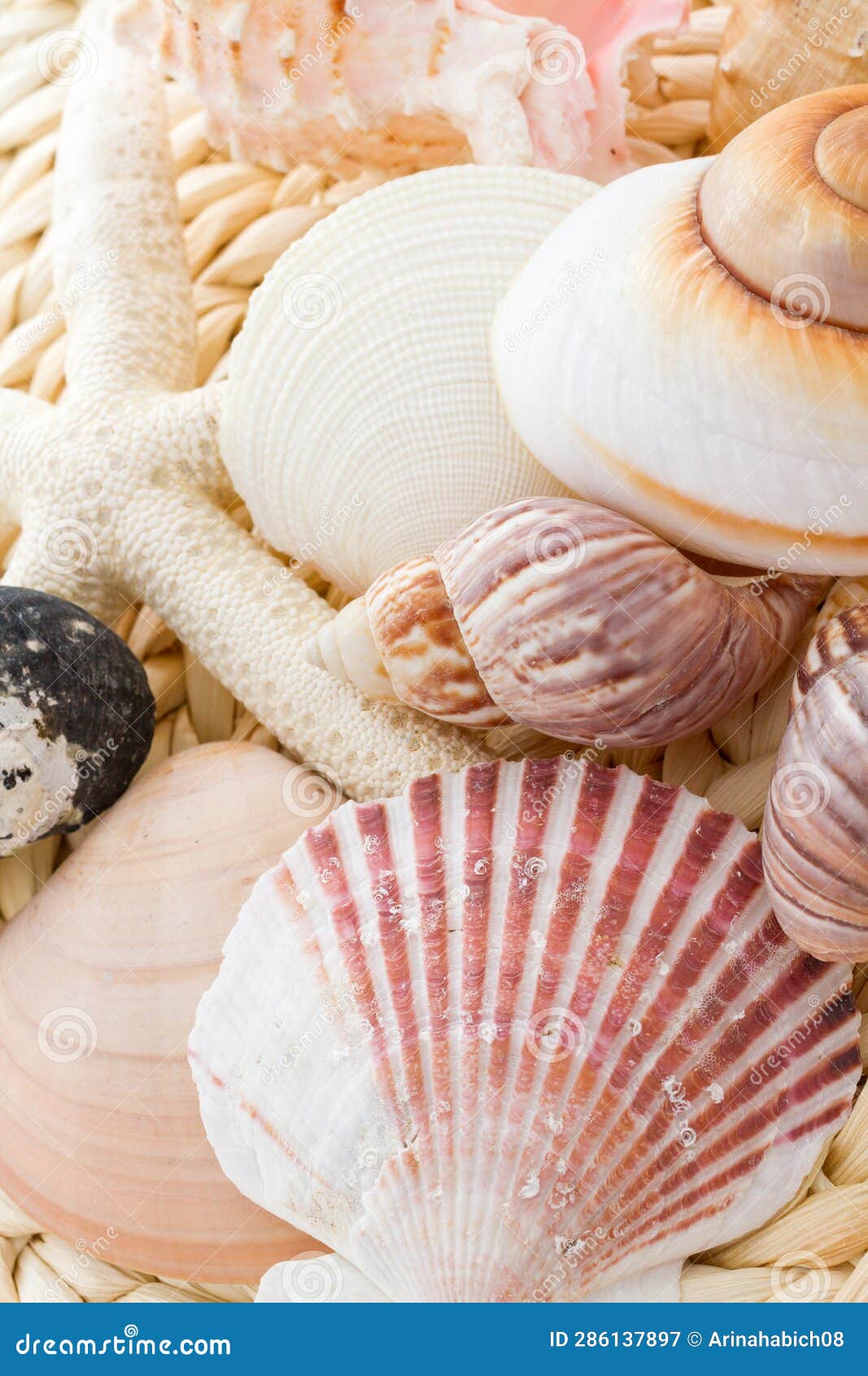 Sea shells stock image. Image of white, seashell, marine - 286137897
