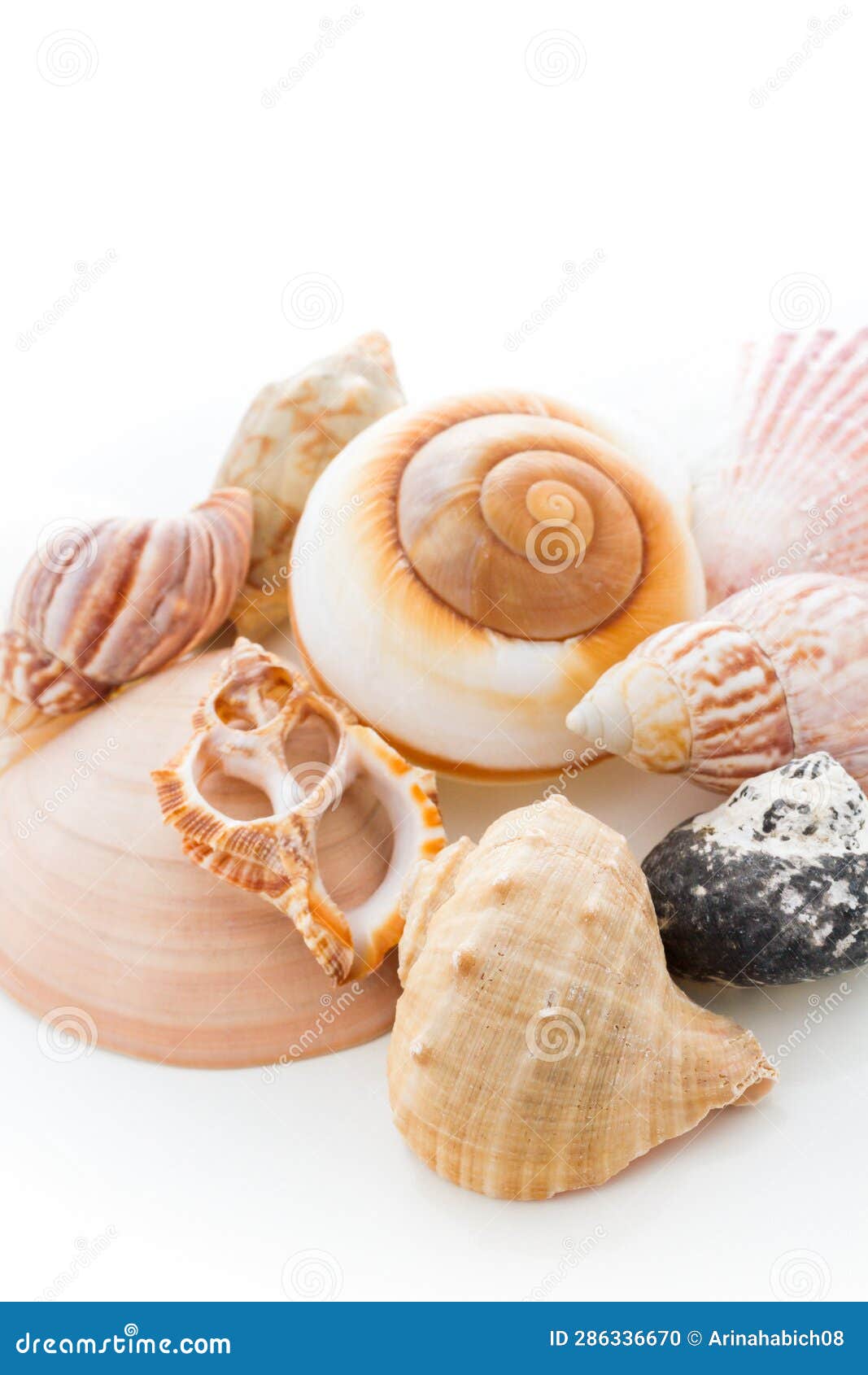 Sea shells stock photo. Image of spiral, pink, white - 286336670