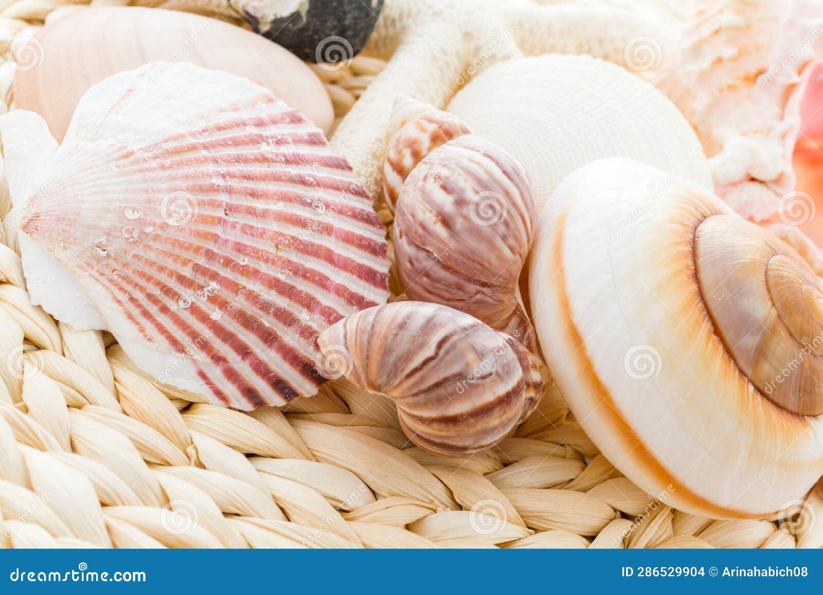 Sea shells stock photo. Image of shell, assorted, nature - 286529904