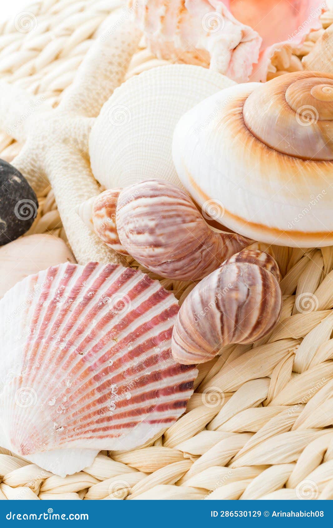 Sea shells stock image. Image of shell, marine, white - 286530129