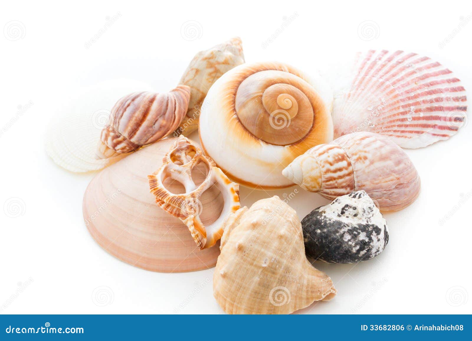 Sea shells stock photo. Image of sunray, spiral, small - 33682806