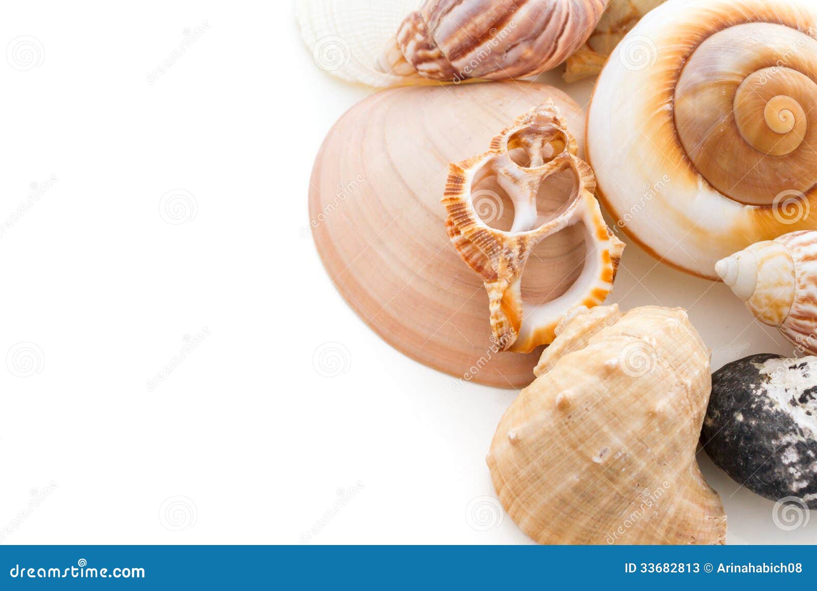 Sea shells stock image. Image of marine, spiral, finger - 33682813