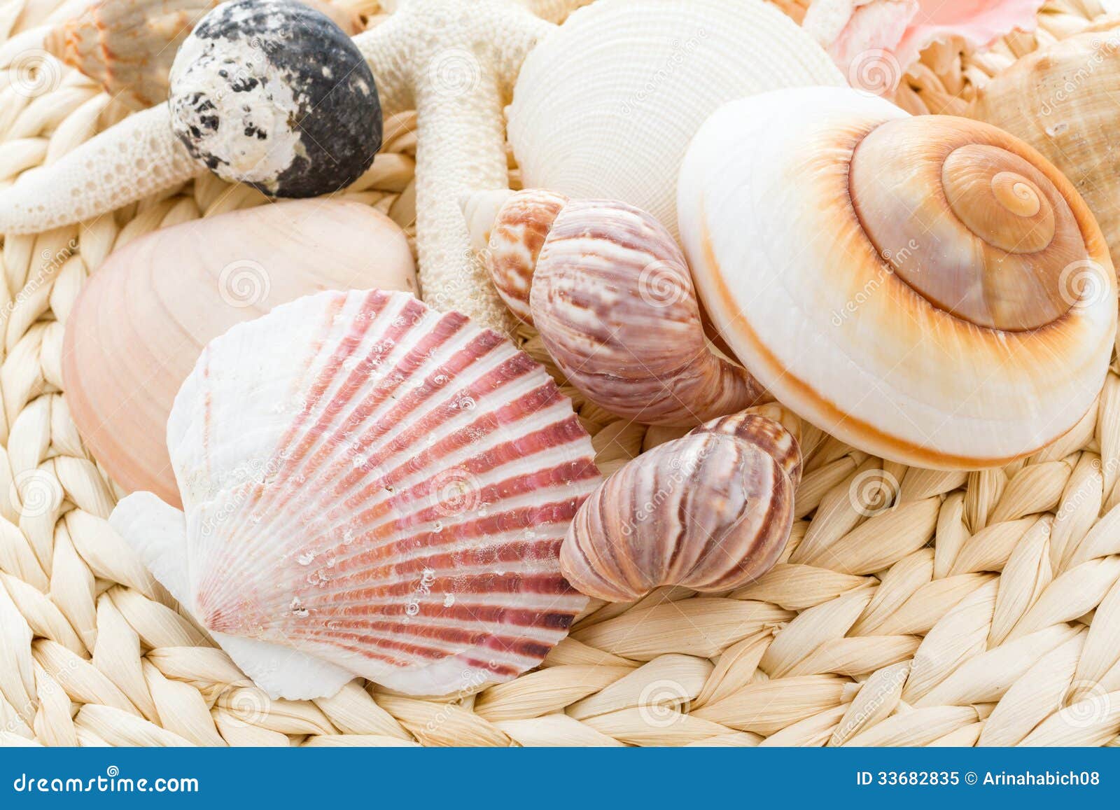 Sea shells stock image. Image of seashell, spiral, nature - 33682835