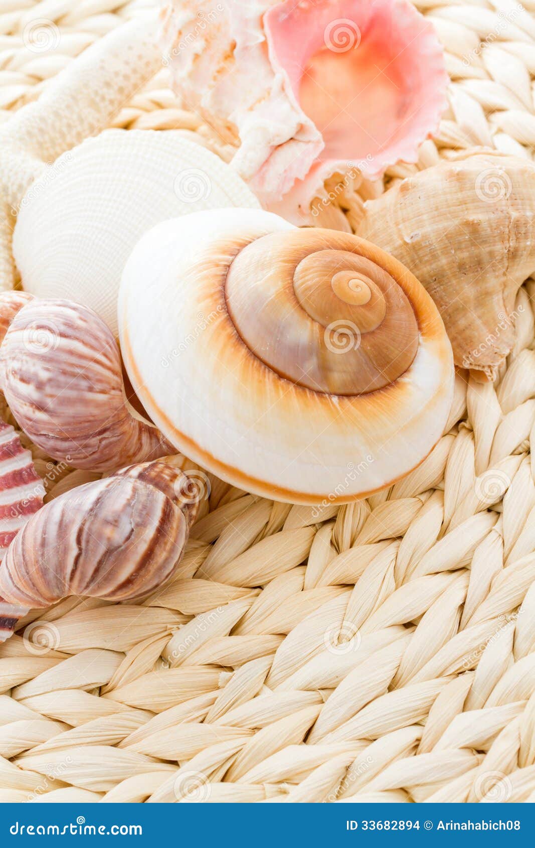 Sea shells stock photo. Image of seashell, nature, shape - 33682894