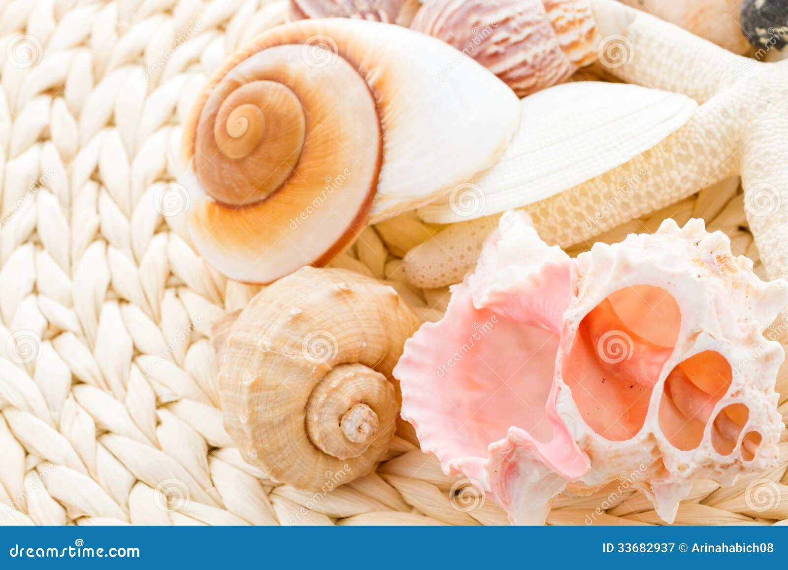 Sea shells stock image. Image of nature, small, shape - 33682937