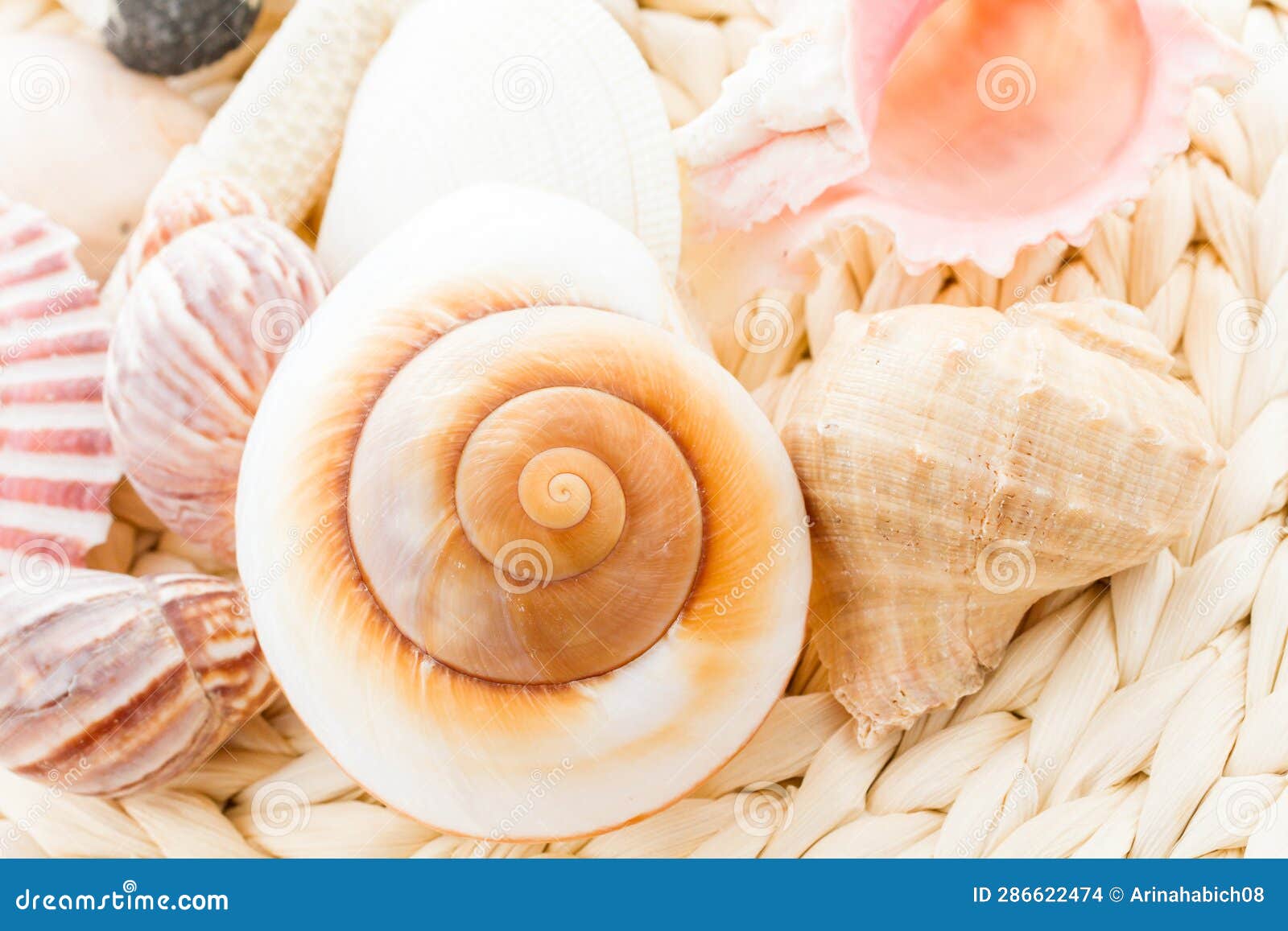 Sea shells stock photo. Image of variety, marine, white - 286622474