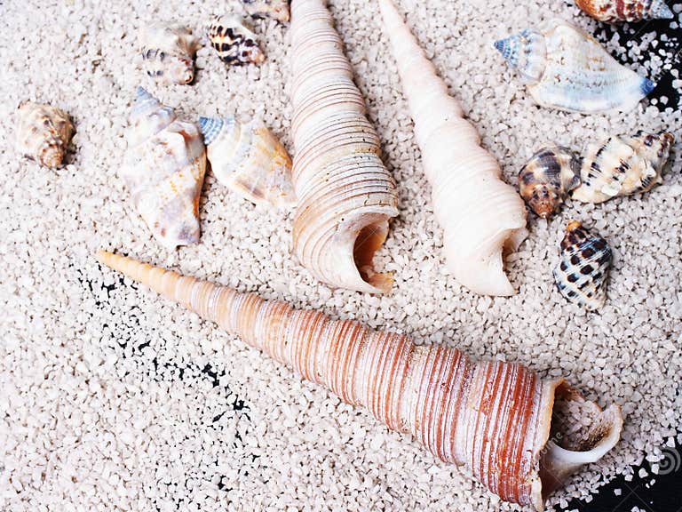 Sea shells stock photo. Image of spindle, marine, calcium - 45169944