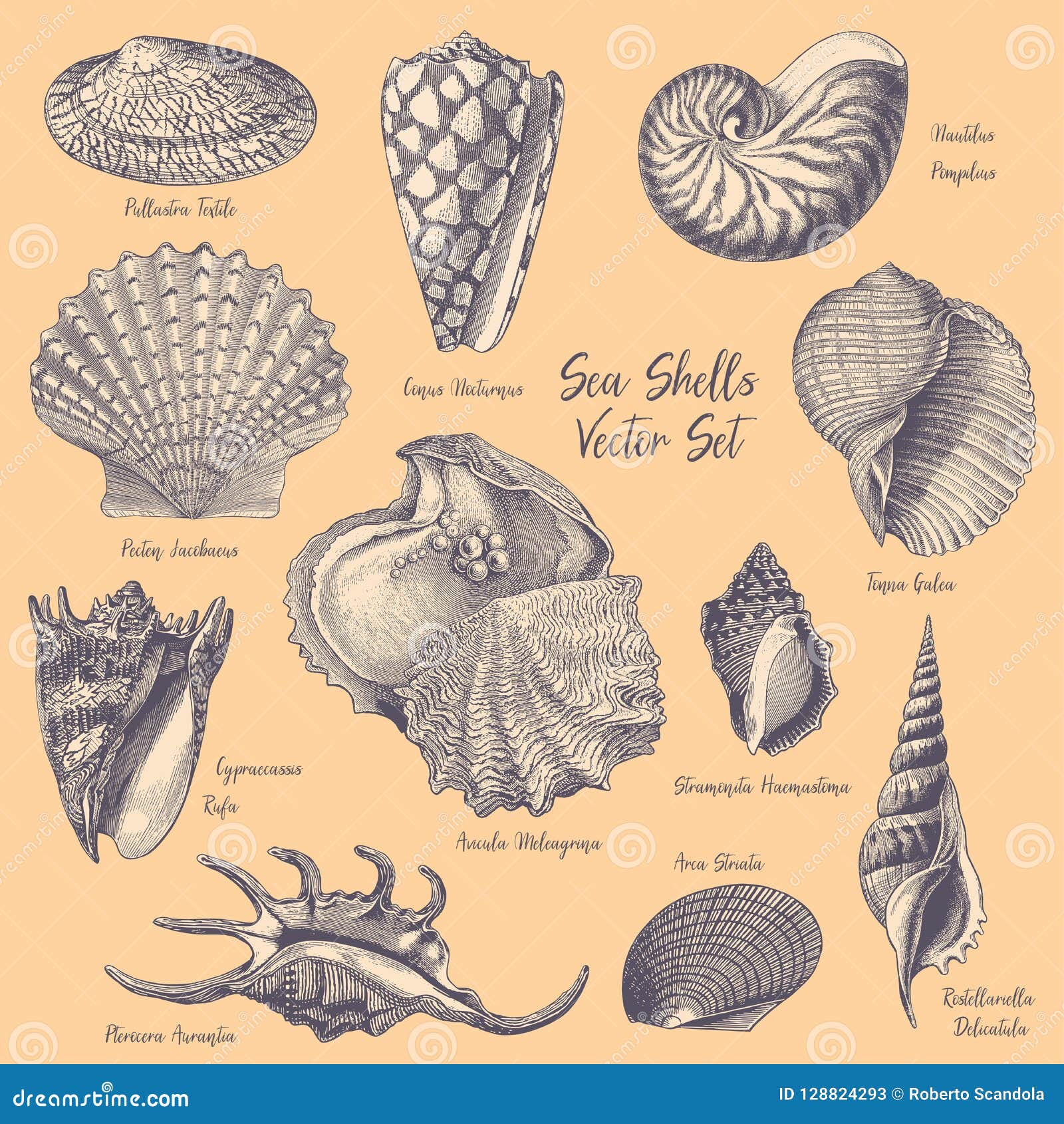 Sea Shells Vector Engravings Collection Stock Vector - Illustration of ...