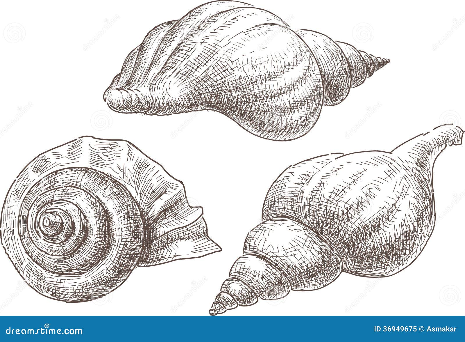 Sea shells stock vector. Illustration of bottom, seashell - 36949675