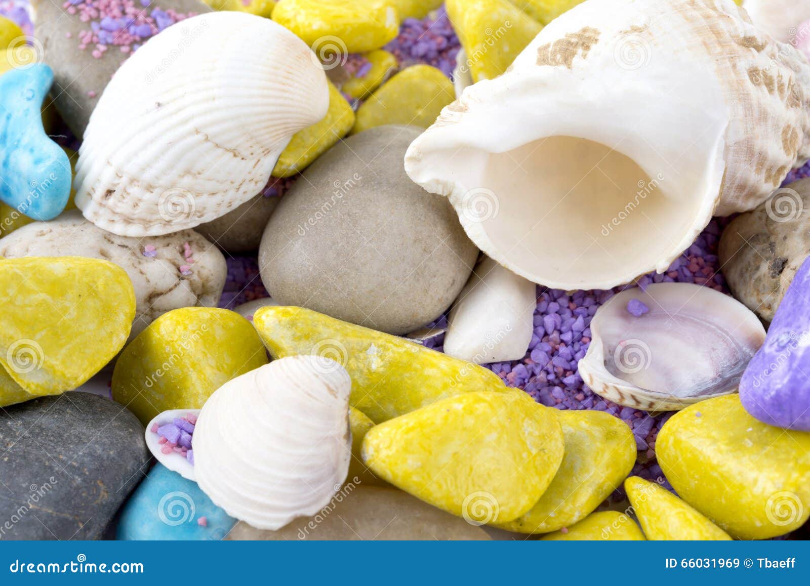 Sea Shells, Veined Rapa Whelk and Stones Stock Image - Image of stones ...