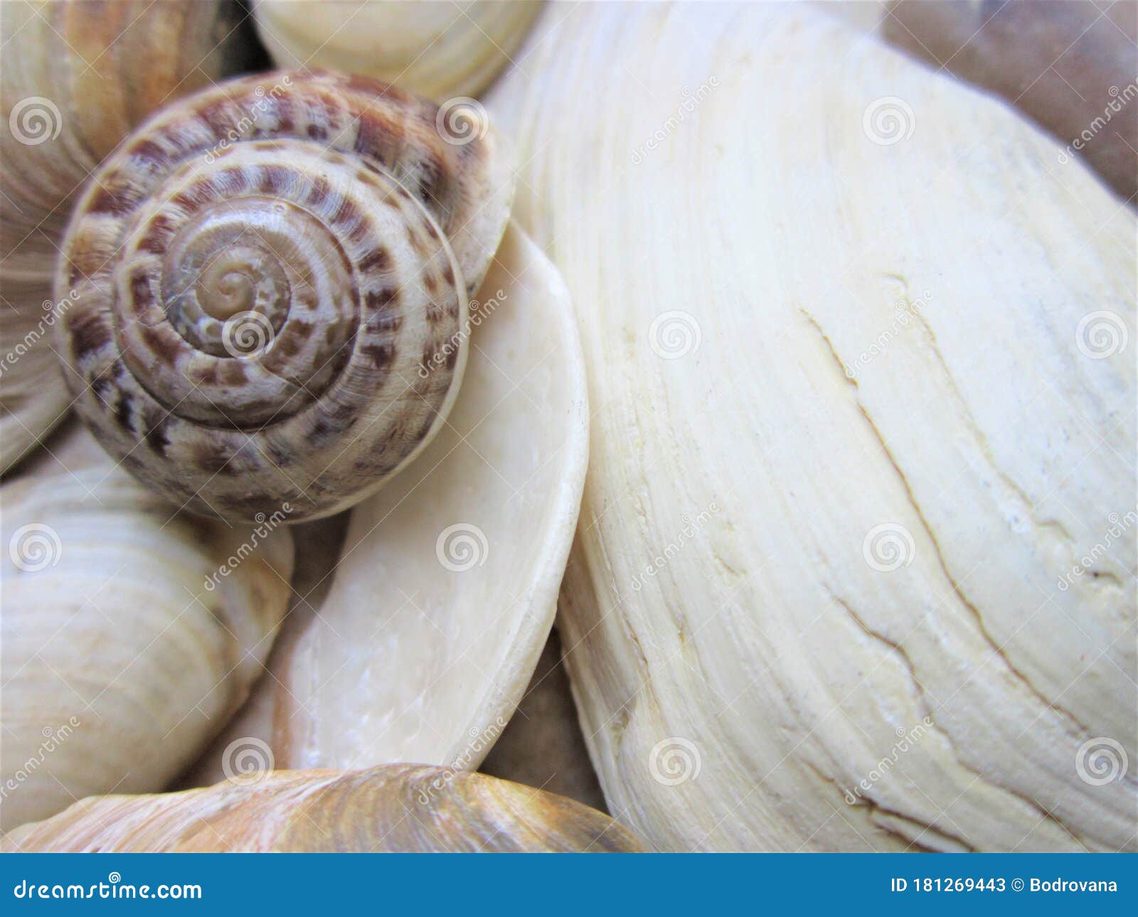 Sea Shells with a Very Beautiful Pattern, in the Form of a Spiral ...
