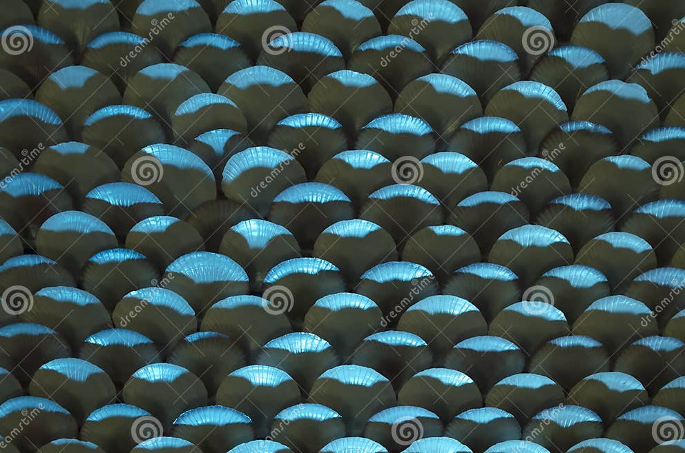 Sea shells wall stock photo. Image of texture, abstract - 42616508