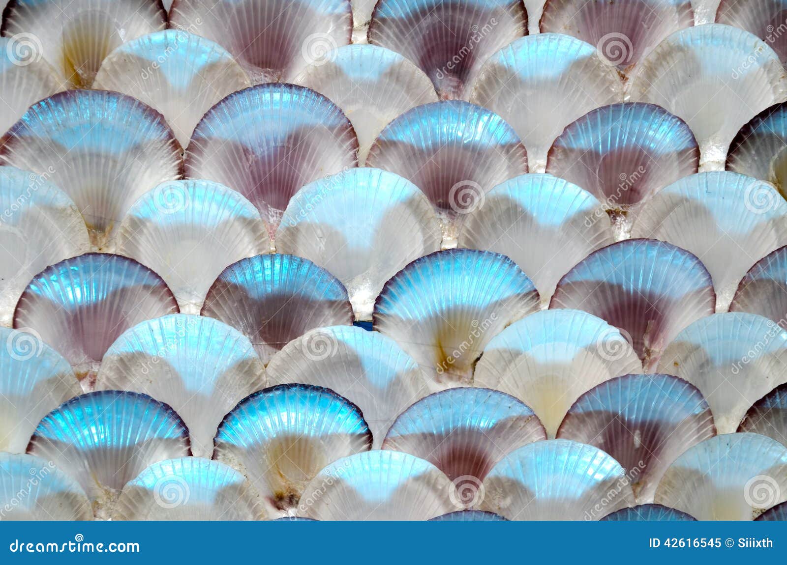 Sea shells wall stock image. Image of life, shell, multiple - 42616545