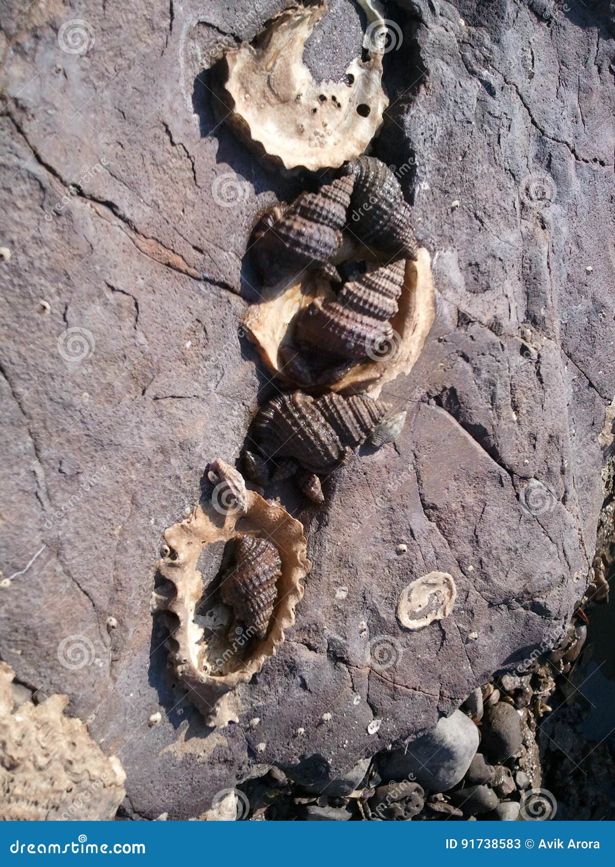 Sea shells stock image. Image of shells, washed, rock - 91738583