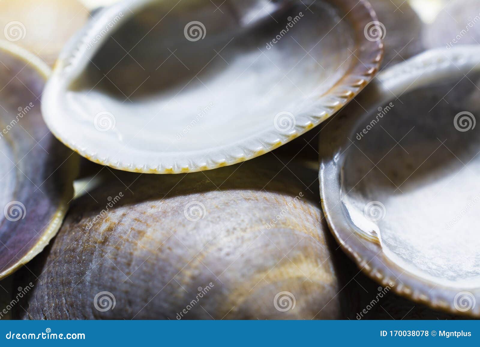 Shells on the table stock photo. Image of white, play - 170038078