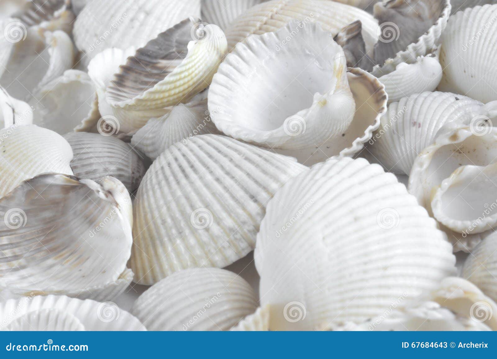 Sea shells on white stock image. Image of abstract, ocean - 67684643