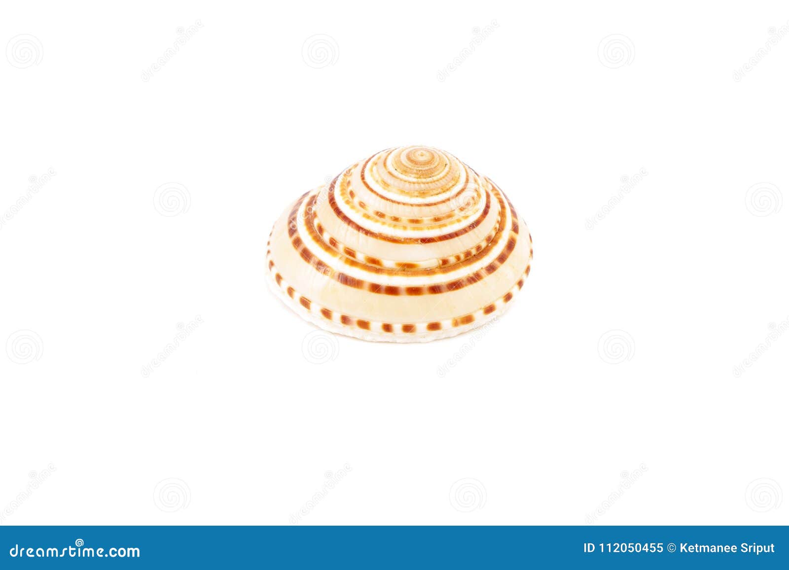 Sea Shell on White Background Stock Image - Image of background, animal ...