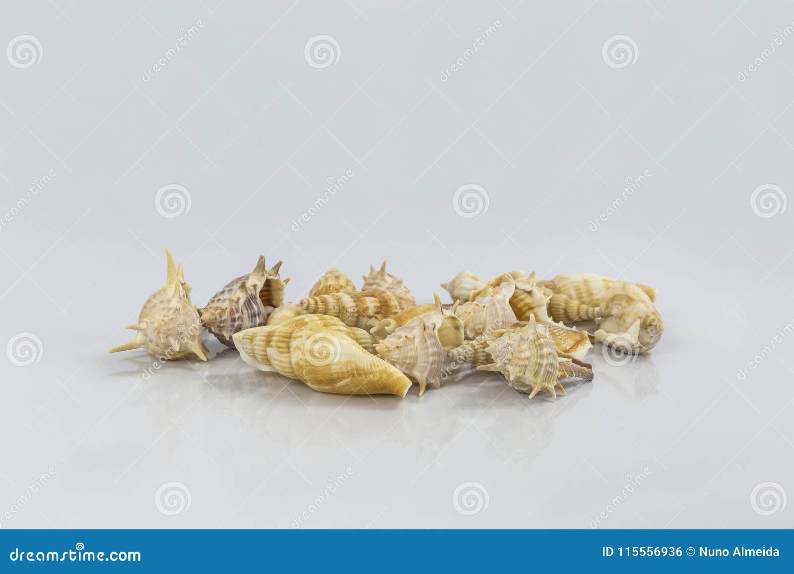 Sea Shells on White Background Stock Photo - Image of cutout ...