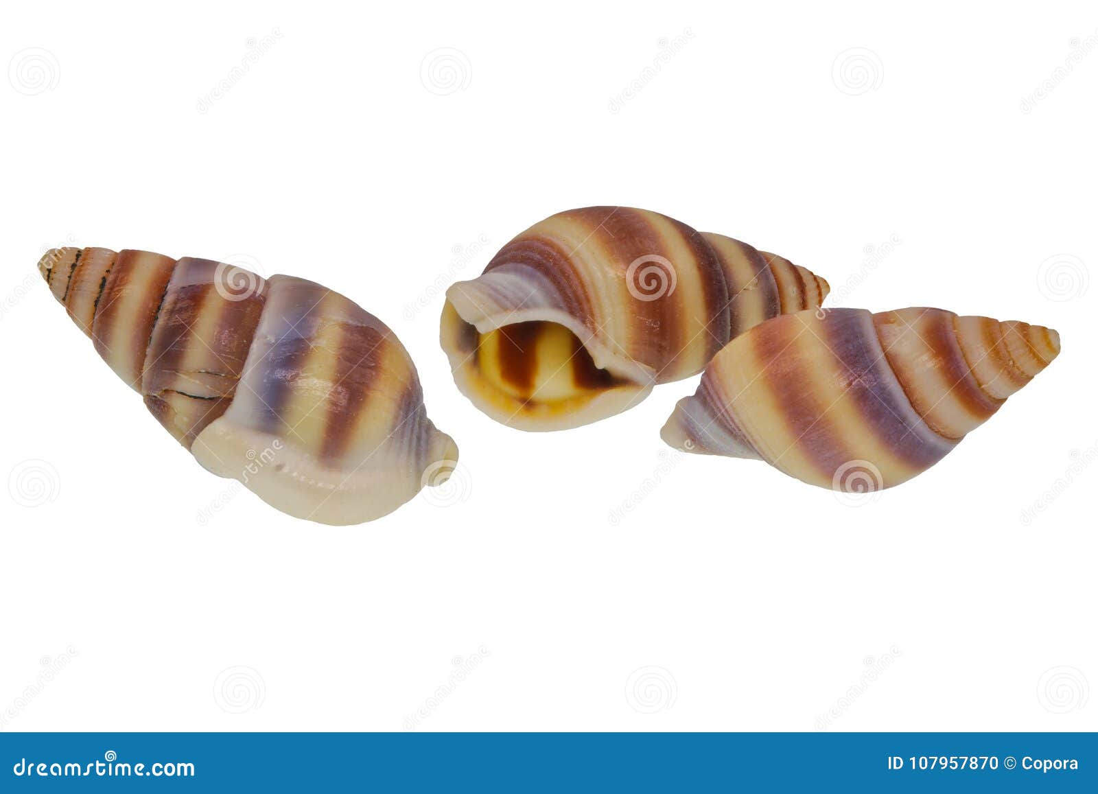Sea Shells on a White Background Stock Photo - Image of shell, fish ...