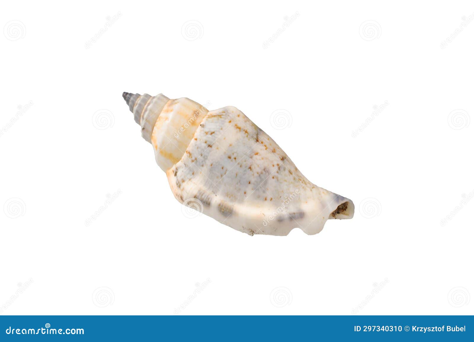 Sea Shells on White Background Stock Photo - Image of shell, water ...