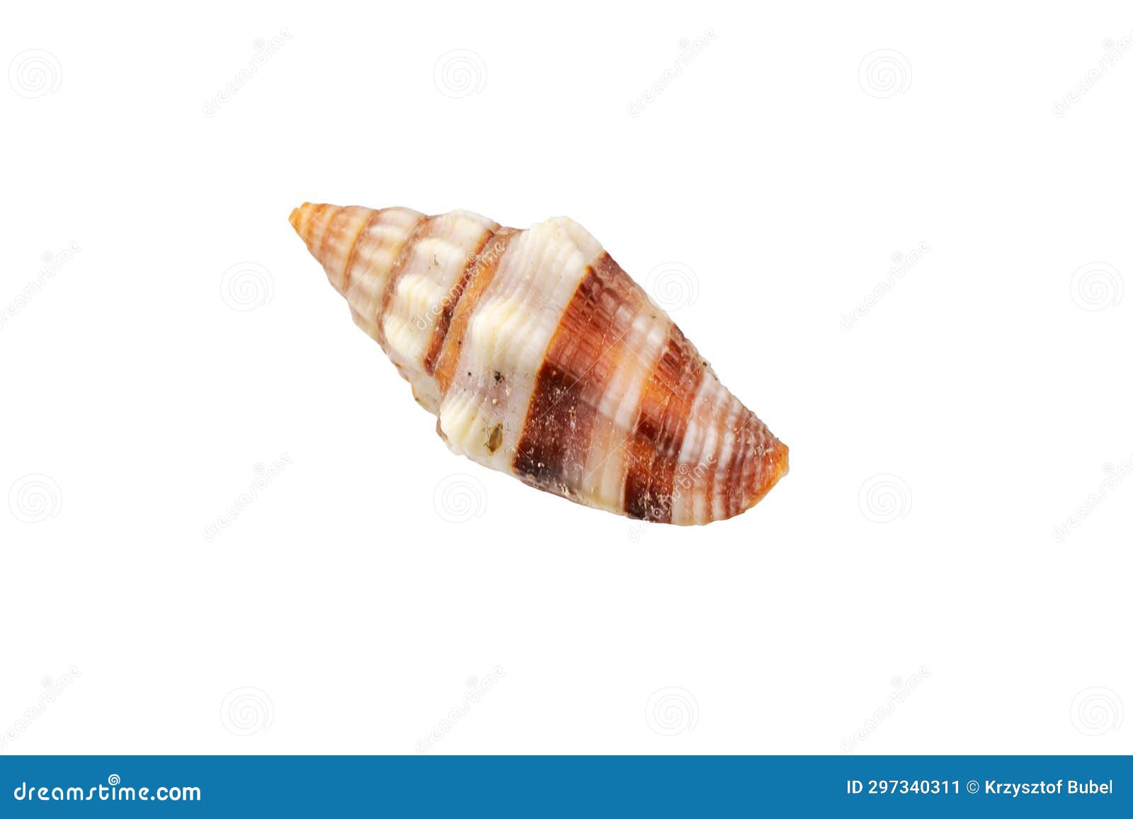 Sea Shells on White Background Stock Image - Image of summer, spiral ...
