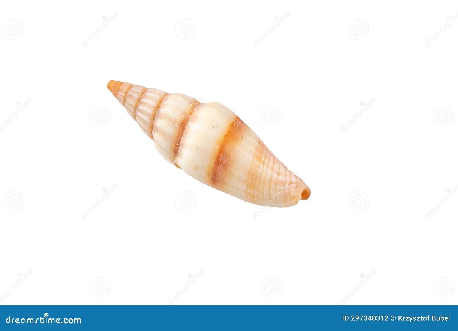 Sea Shells on White Background Stock Photo - Image of closeup, macro ...