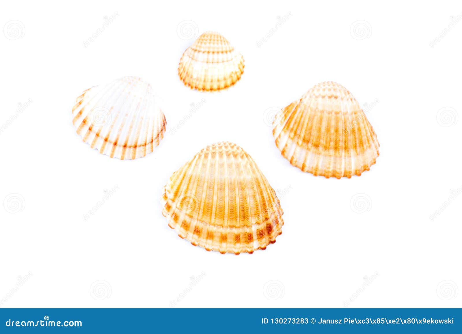 Shells on a White Background Stock Image - Image of shells, nature ...