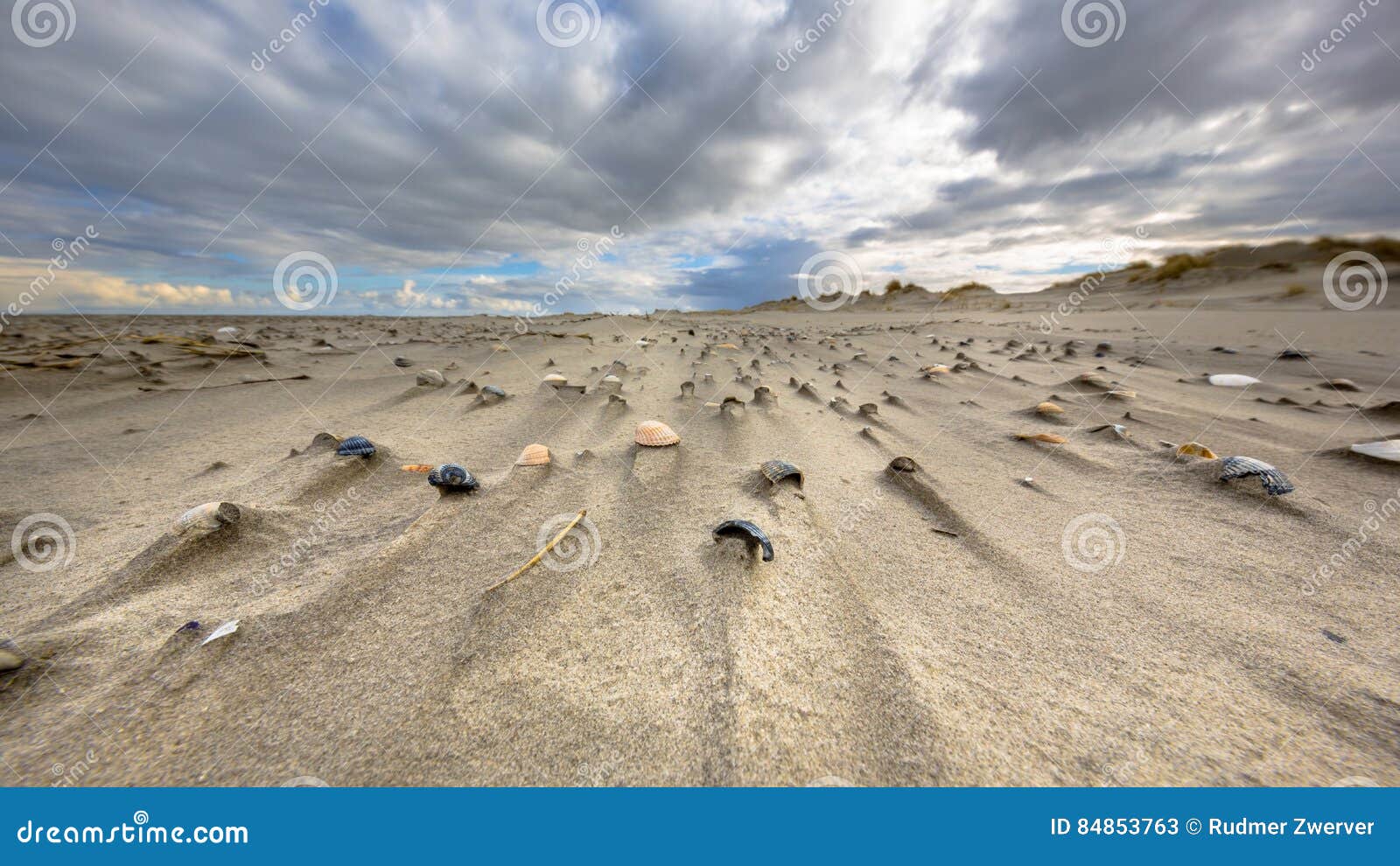 Sea Shells on Wind Swept Beach Stock Image - Image of clouds, nautilus ...