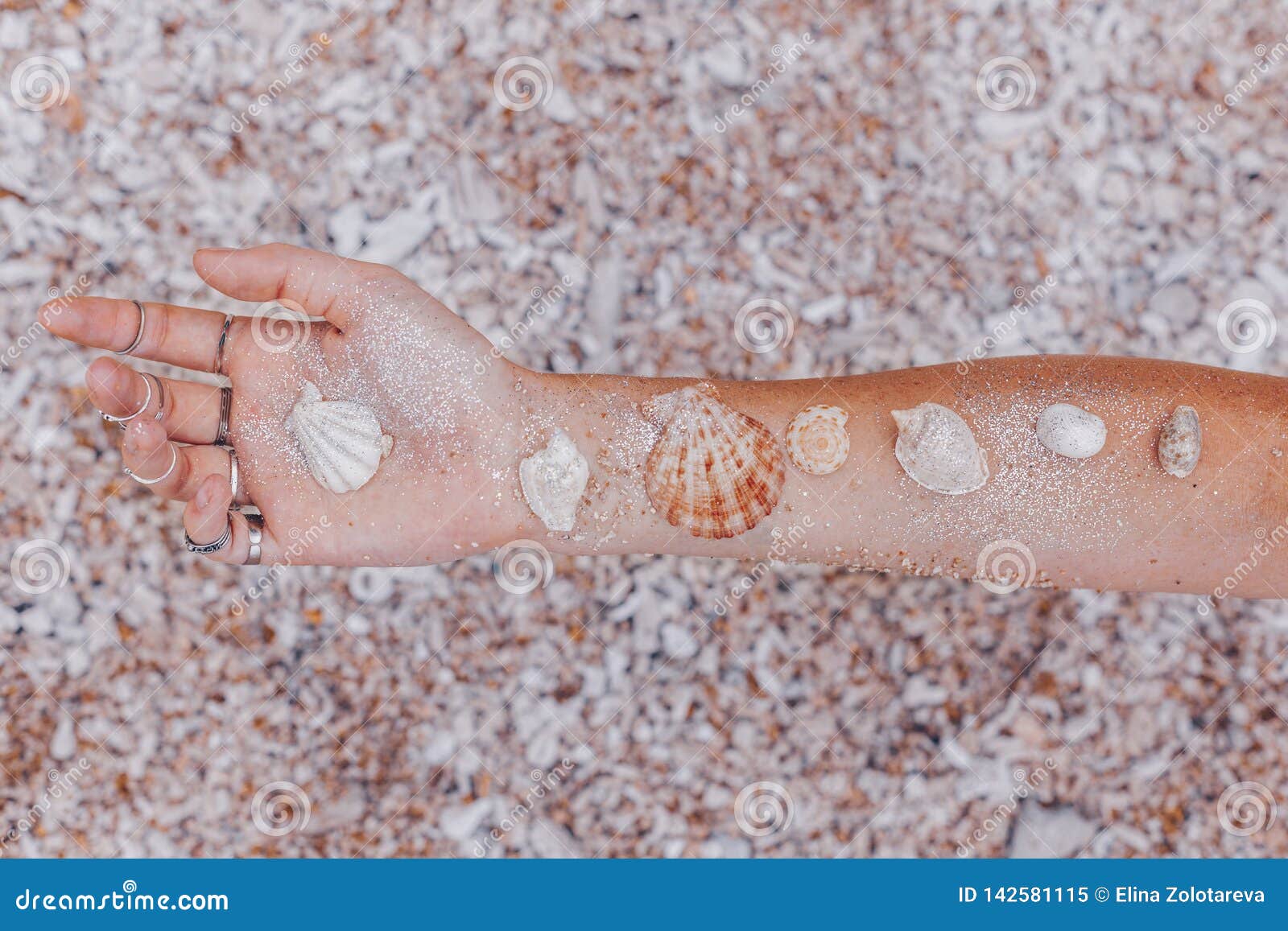Sea Shells on Woman Hand Design Concept Stock Image - Image of design ...