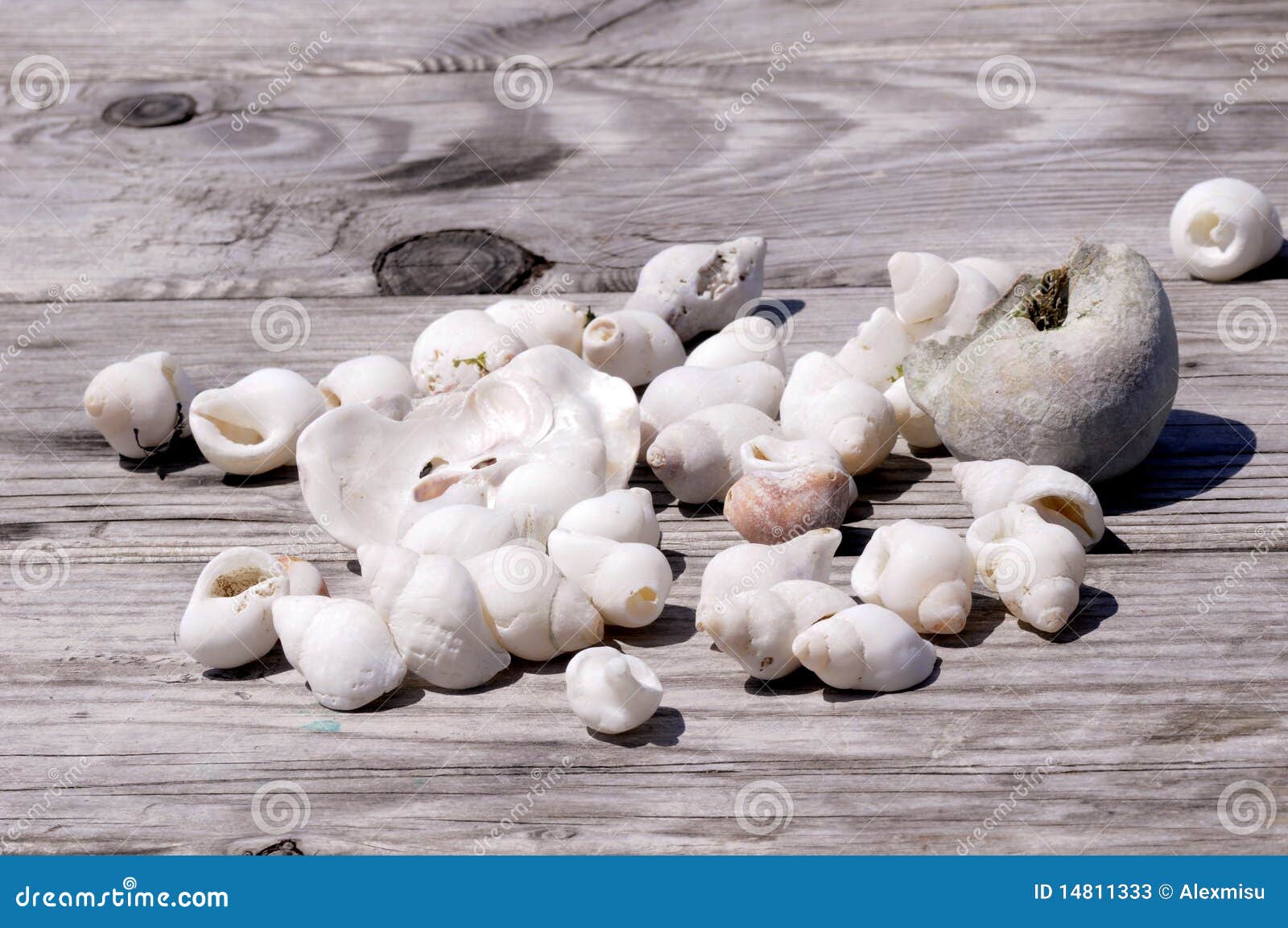 Sea shells on wood stock image. Image of aquatic, spiral - 14811333