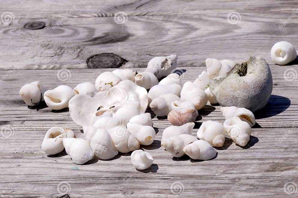 Sea shells on wood stock image. Image of aquatic, spiral - 14811333