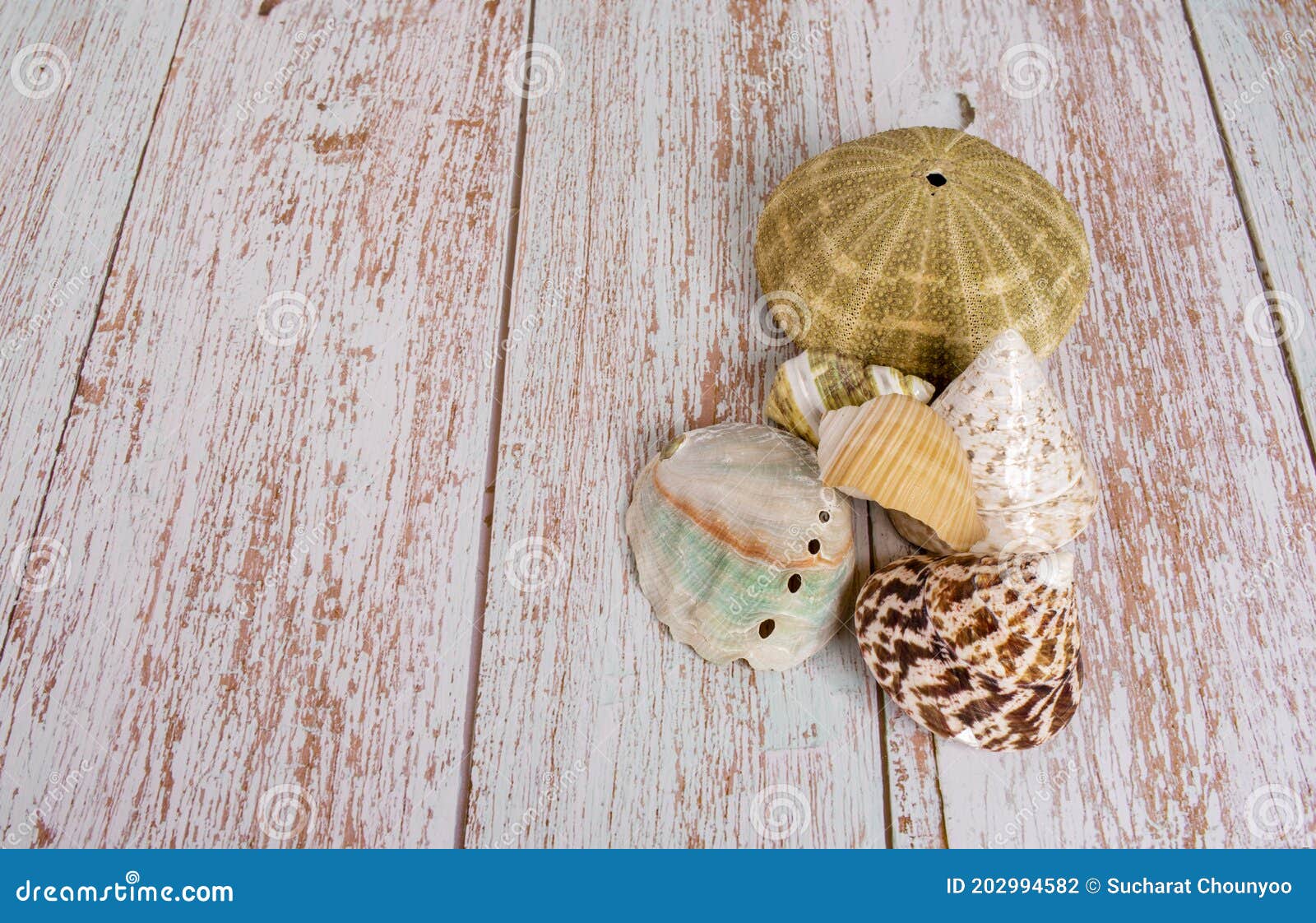 Sea Shells on the Wooden Floor Stock Photo - Image of planks, nature ...