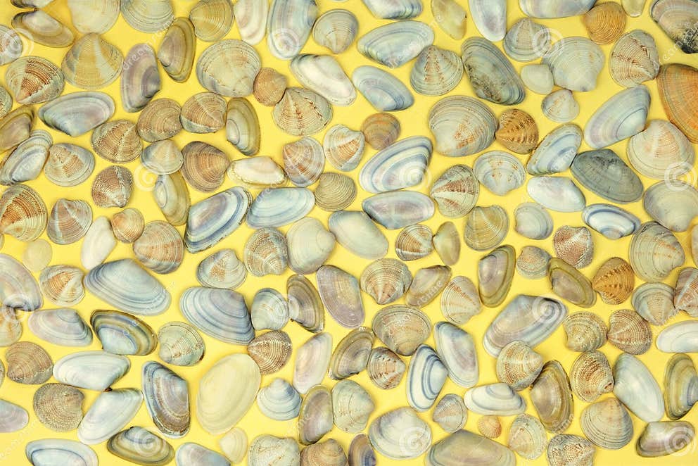 Sea Shells on a Yellow Background. Top View. Stock Image - Image of ...