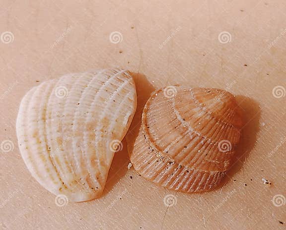 Sea shells on your skin stock photo. Image of nature - 328575802