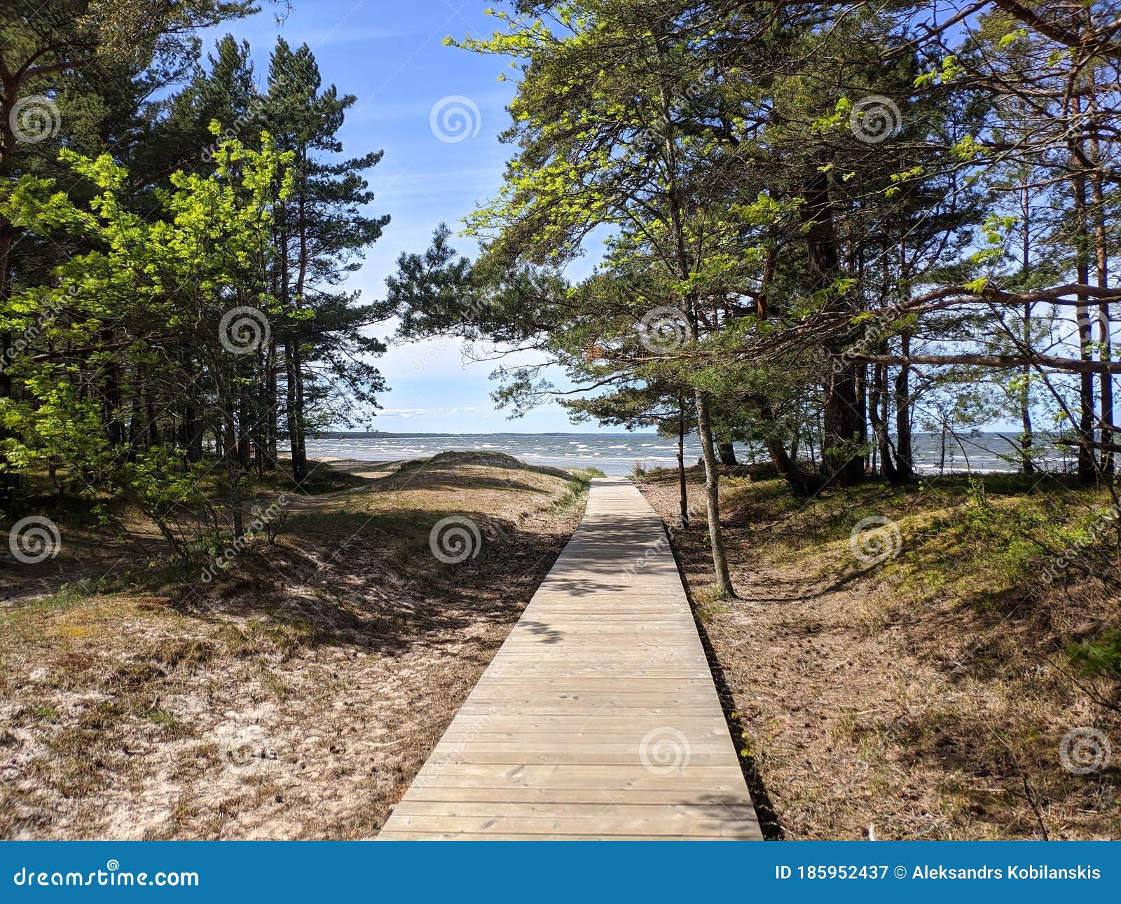 Sea Shore Beach Forest Trail Stock Image - Image of forestvtrail, soil ...