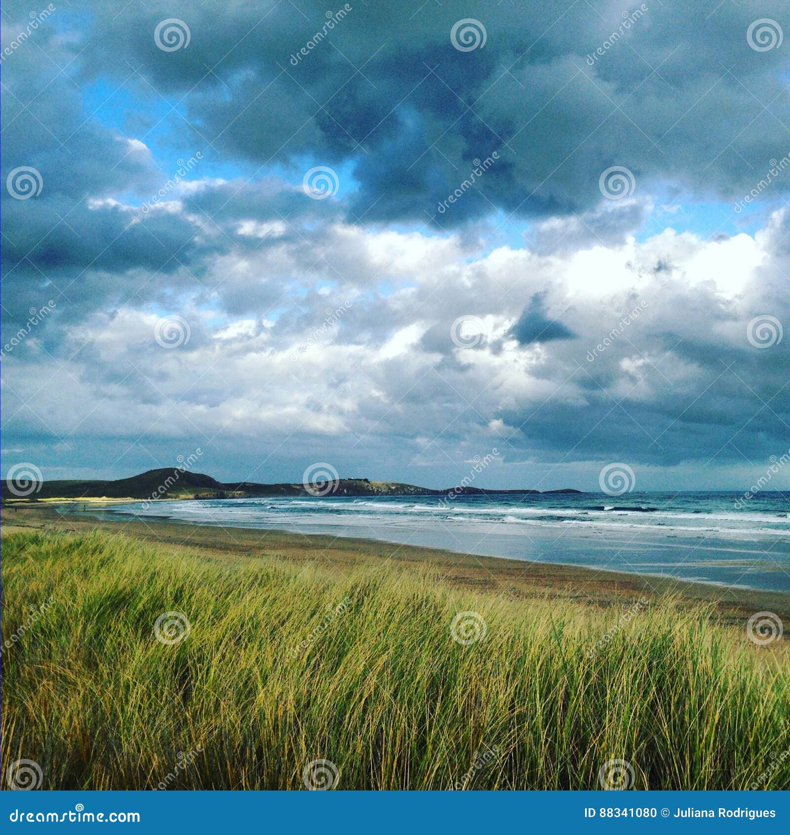 Sea shore grass stock photo. Image of beautiful, rock - 88341080