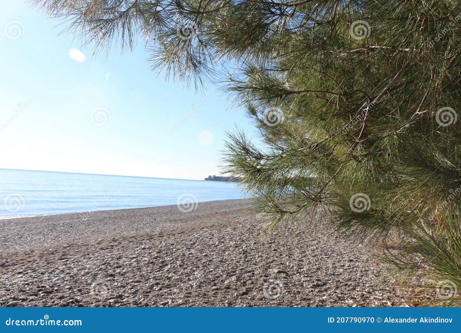 A Sea Shore with Pine Trees Stock Photo - Image of pine, ocean: 207790970