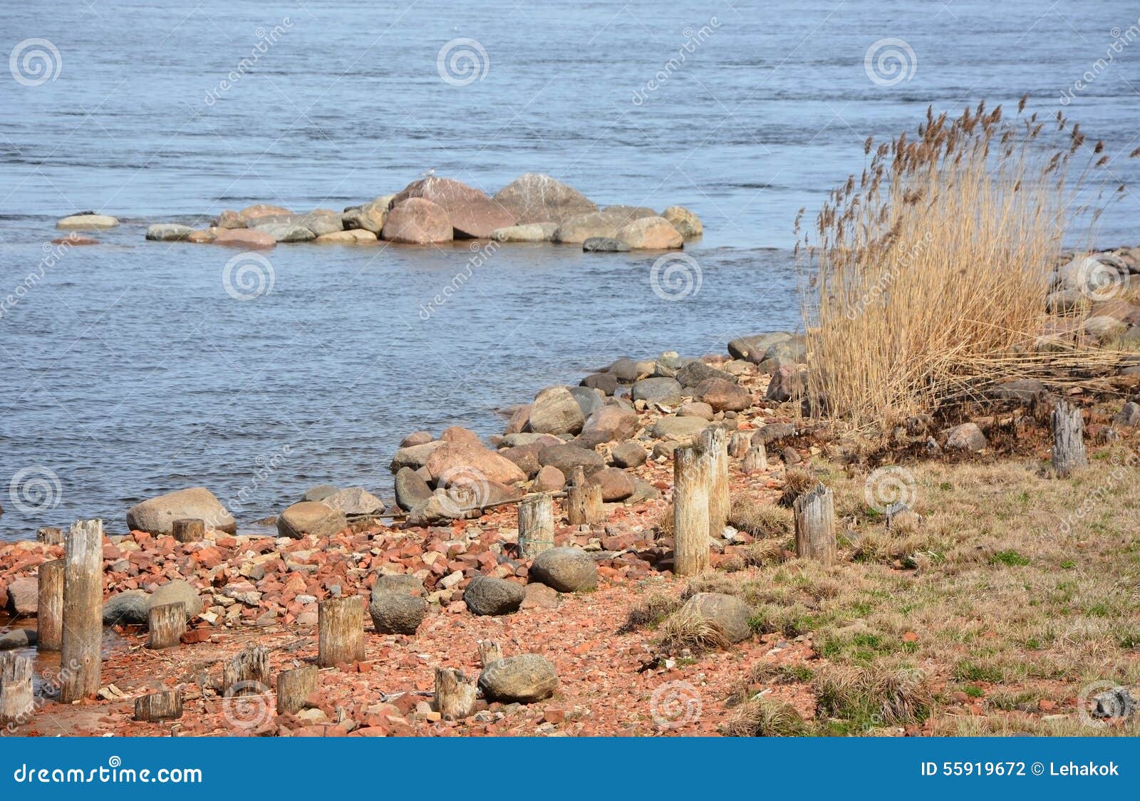 Sea Shore with a Rush Plants Stock Photo - Image of river, plant: 55919672