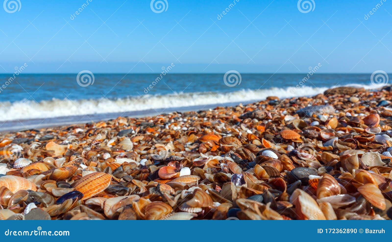 Sea Shore with a Small Shells Stock Photo - Image of pebbles, seashore ...