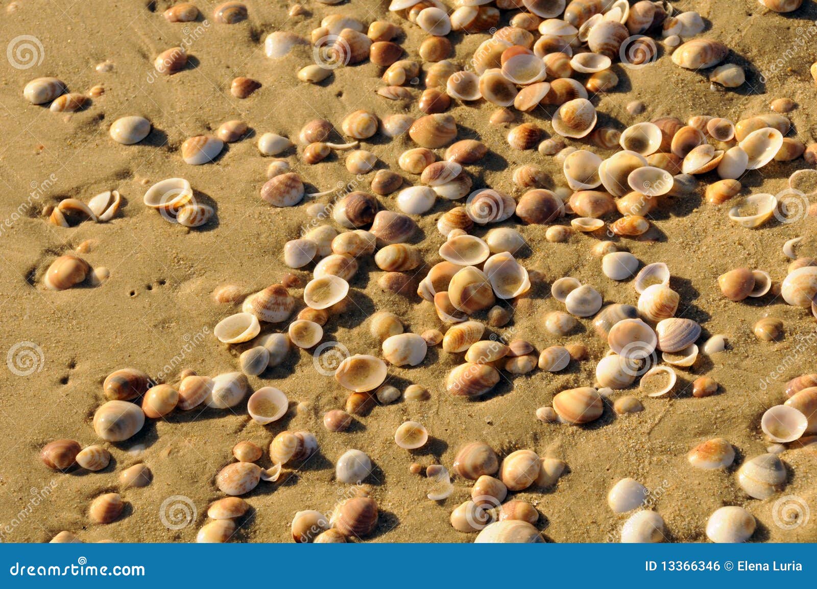 Sea shore texture stock photo. Image of golden, macro - 13366346